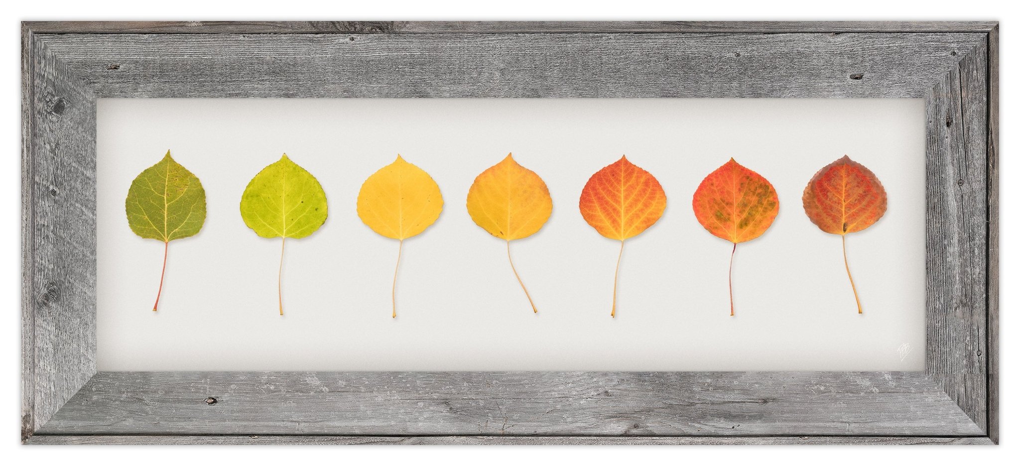 Aspen Leaf Border Ocs1116 Aspen Leaves Colorado Border | Karla