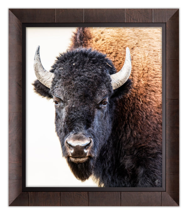 Bison Detail - PBBPhoto